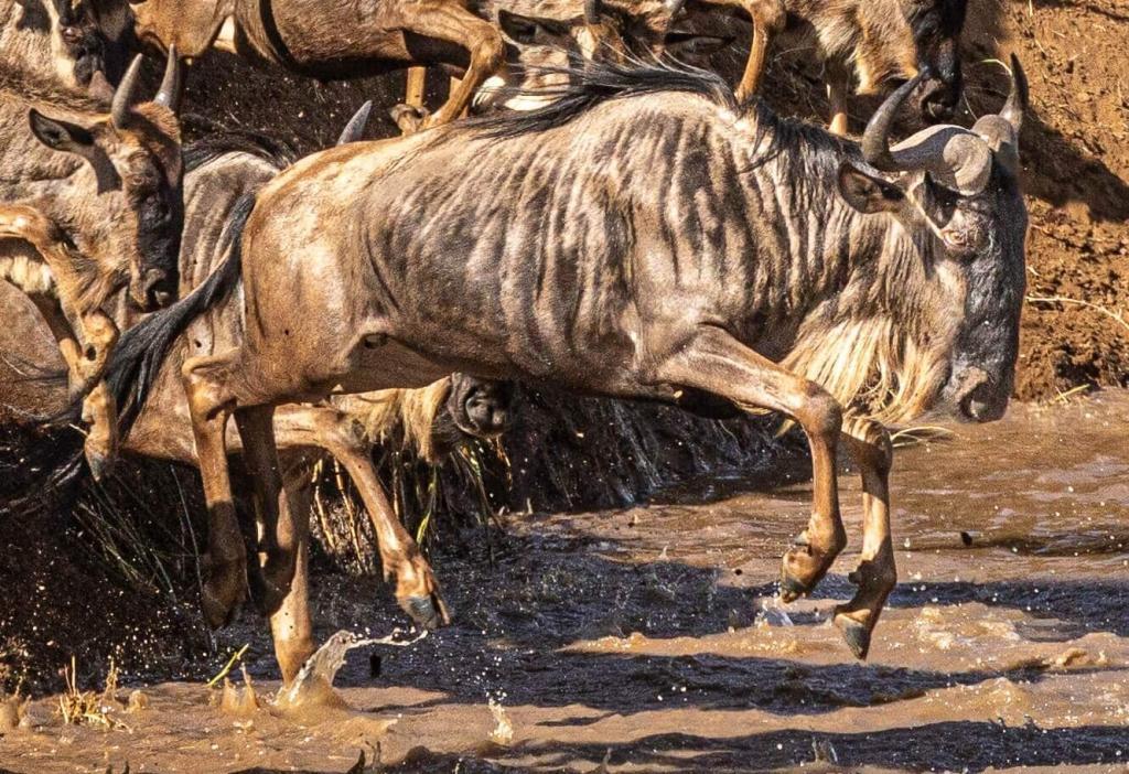 Experience a Classic Safari Tour