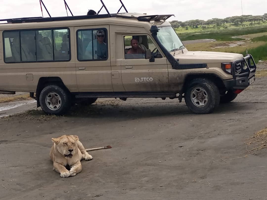 Explore the Untamed Wilderness of Classic Safari Tours