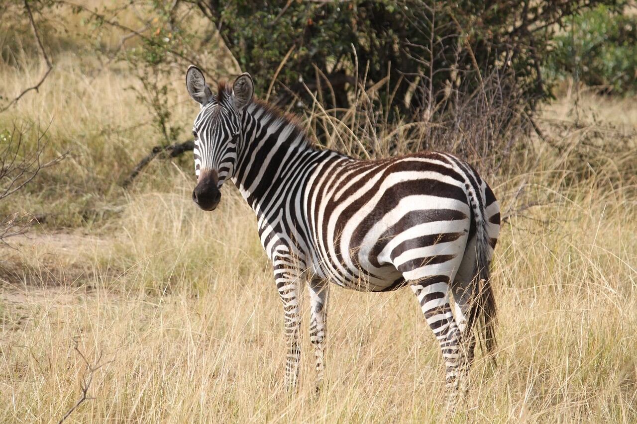 Experience a Classic Safari Tour