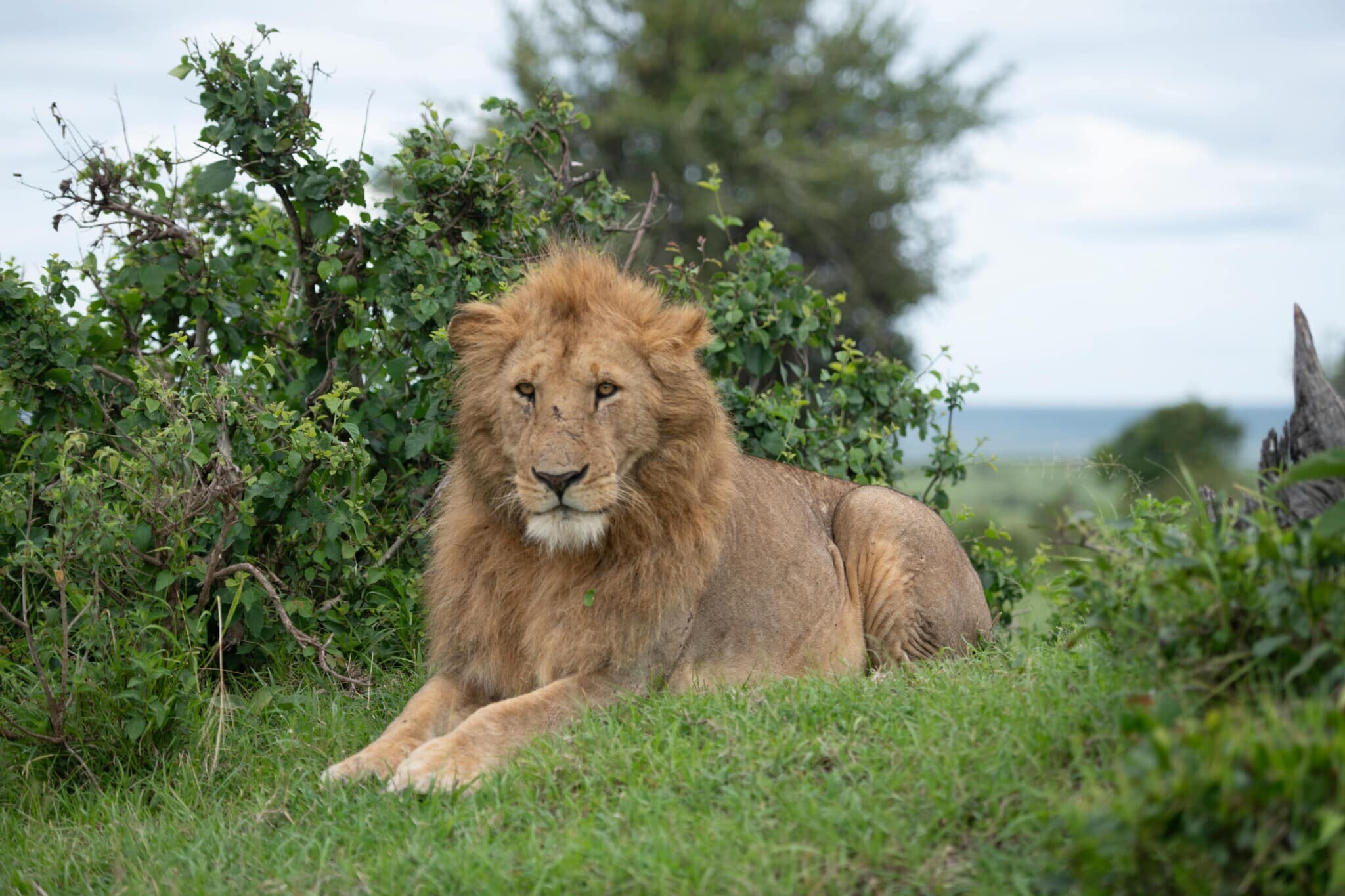 The Top 10 Serengeti National Park Animals