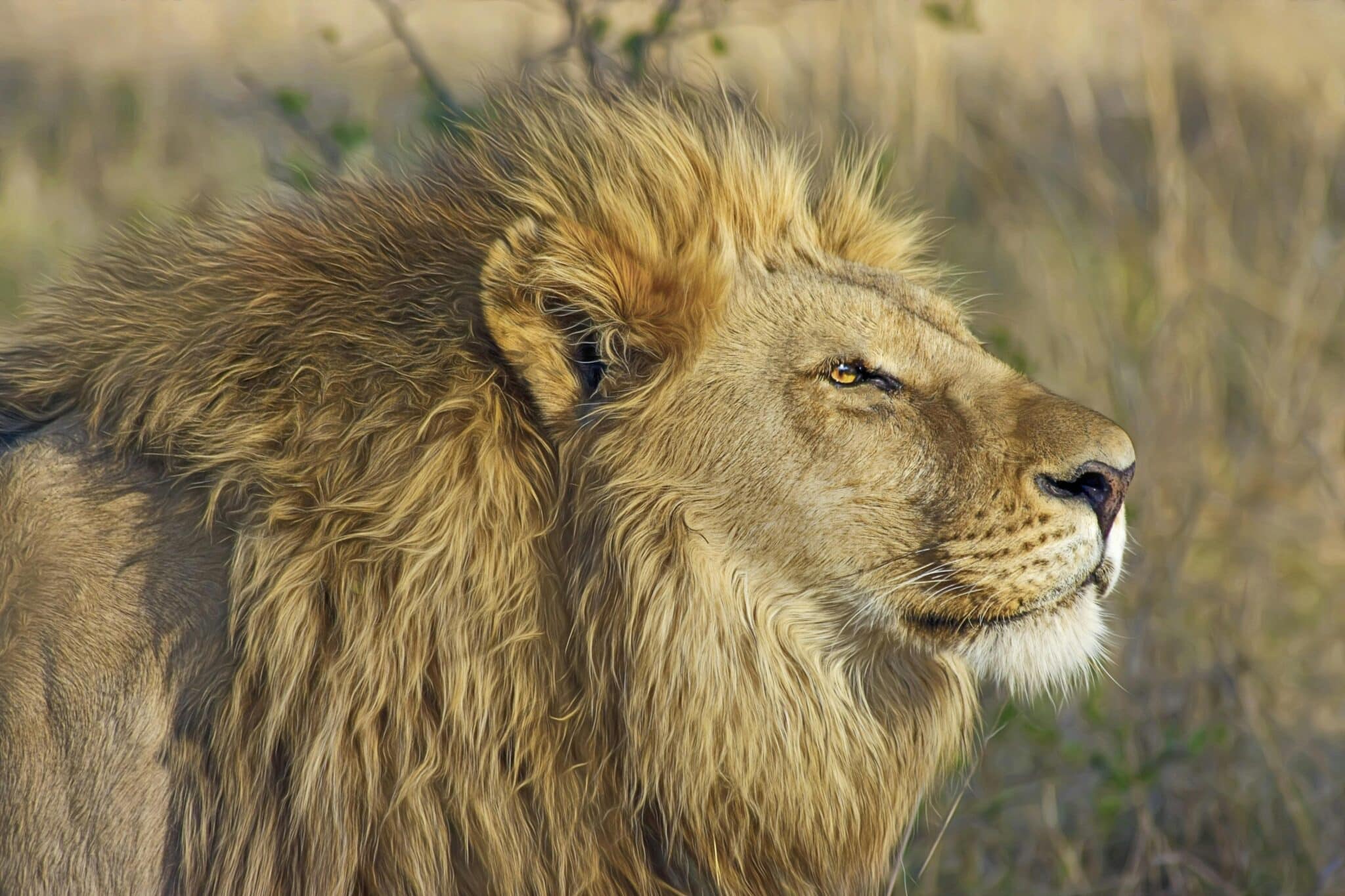 Main Animals in Serengeti: Big Five & More