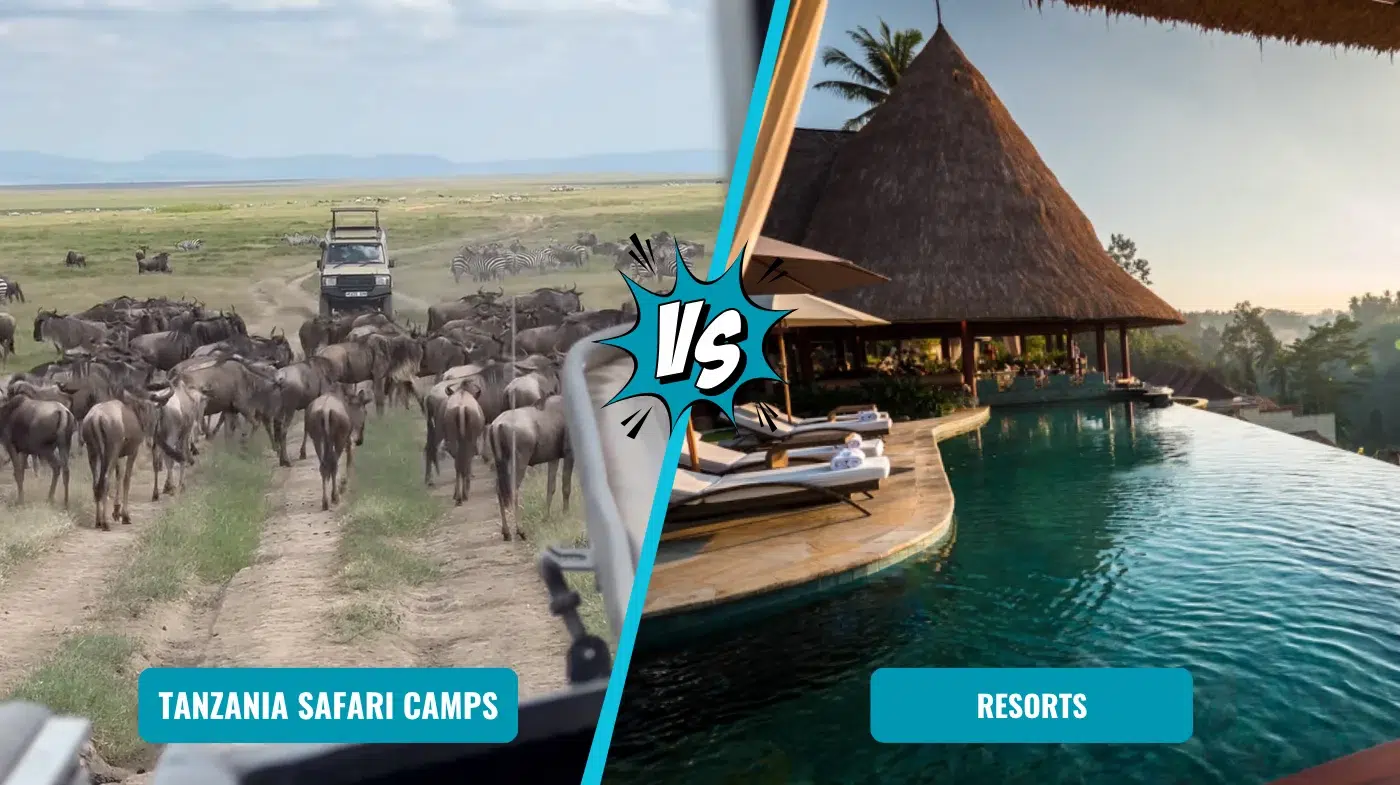 Tanzania Safari Camps vs. Resorts: Complete Guide 2025